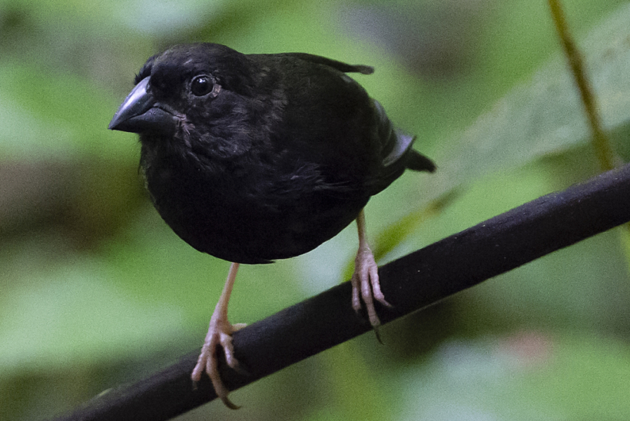 St. Lucia’s Endemic Animal Species | Golden Hour Group